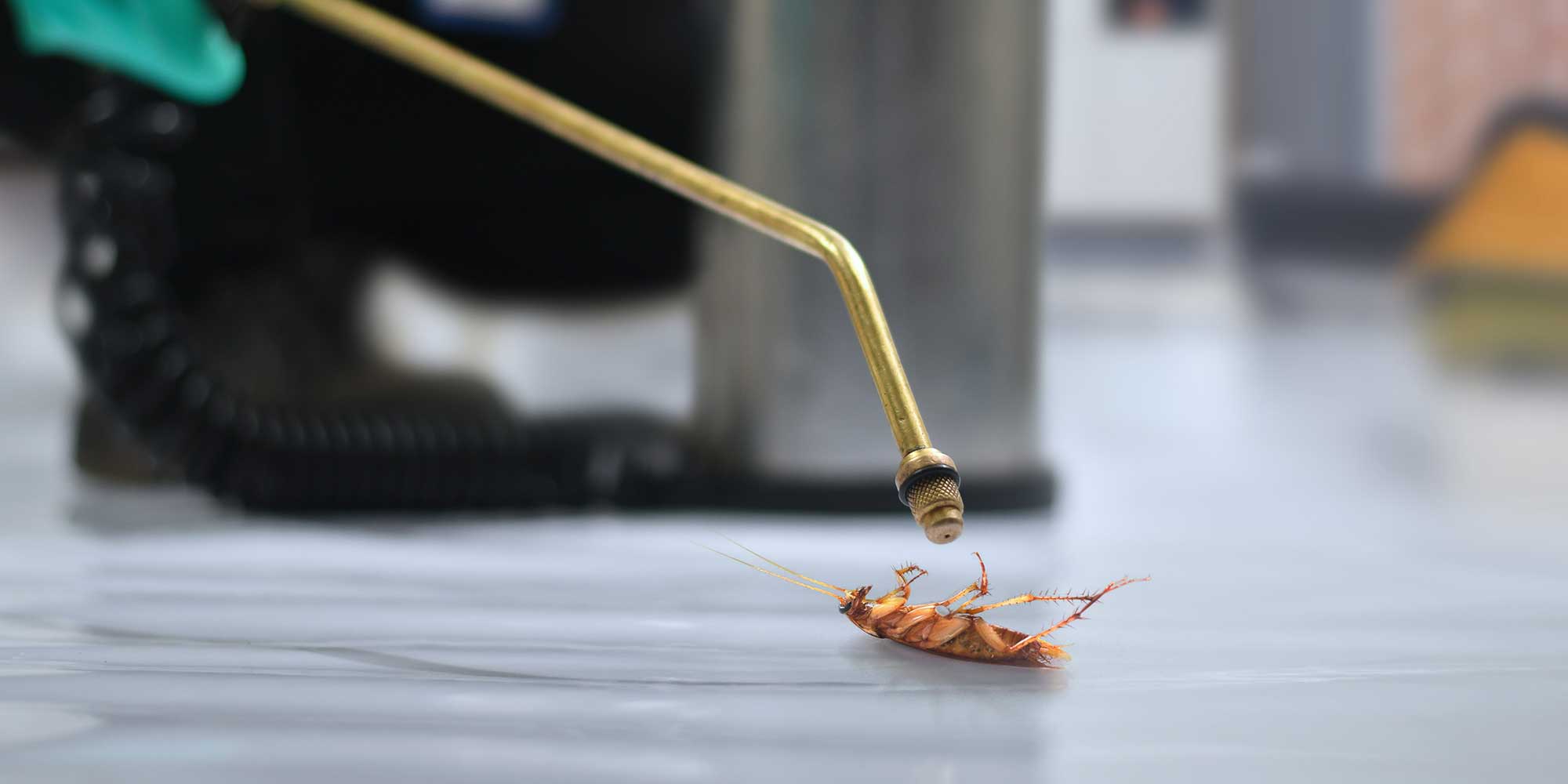 Food Service Pest Control – Asia Pacific Pest Management